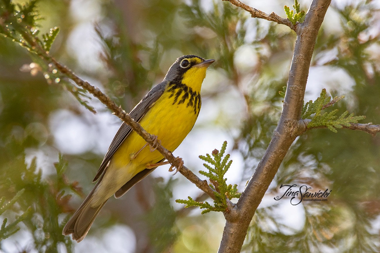 What Birds Can We Expect To See In June? – Nature Stuff